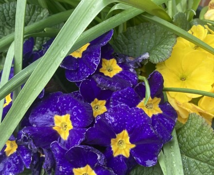 Our School - Rockland St. Mary and Surlingham Primary Schools